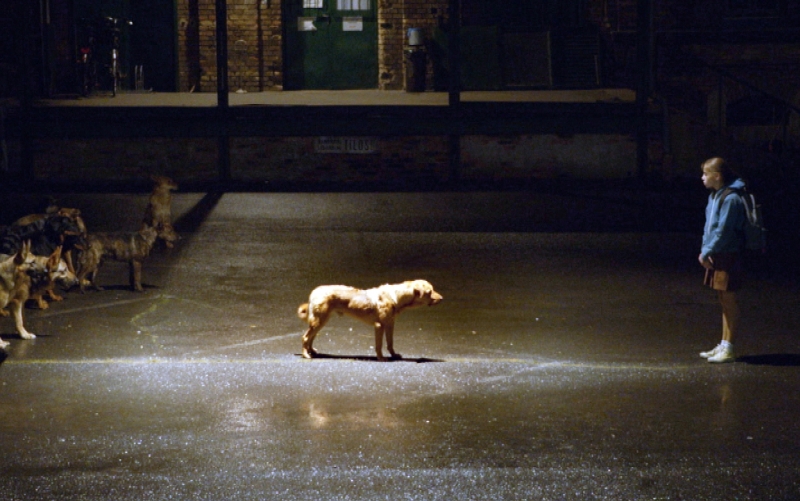 White God (Film) – Cinescope